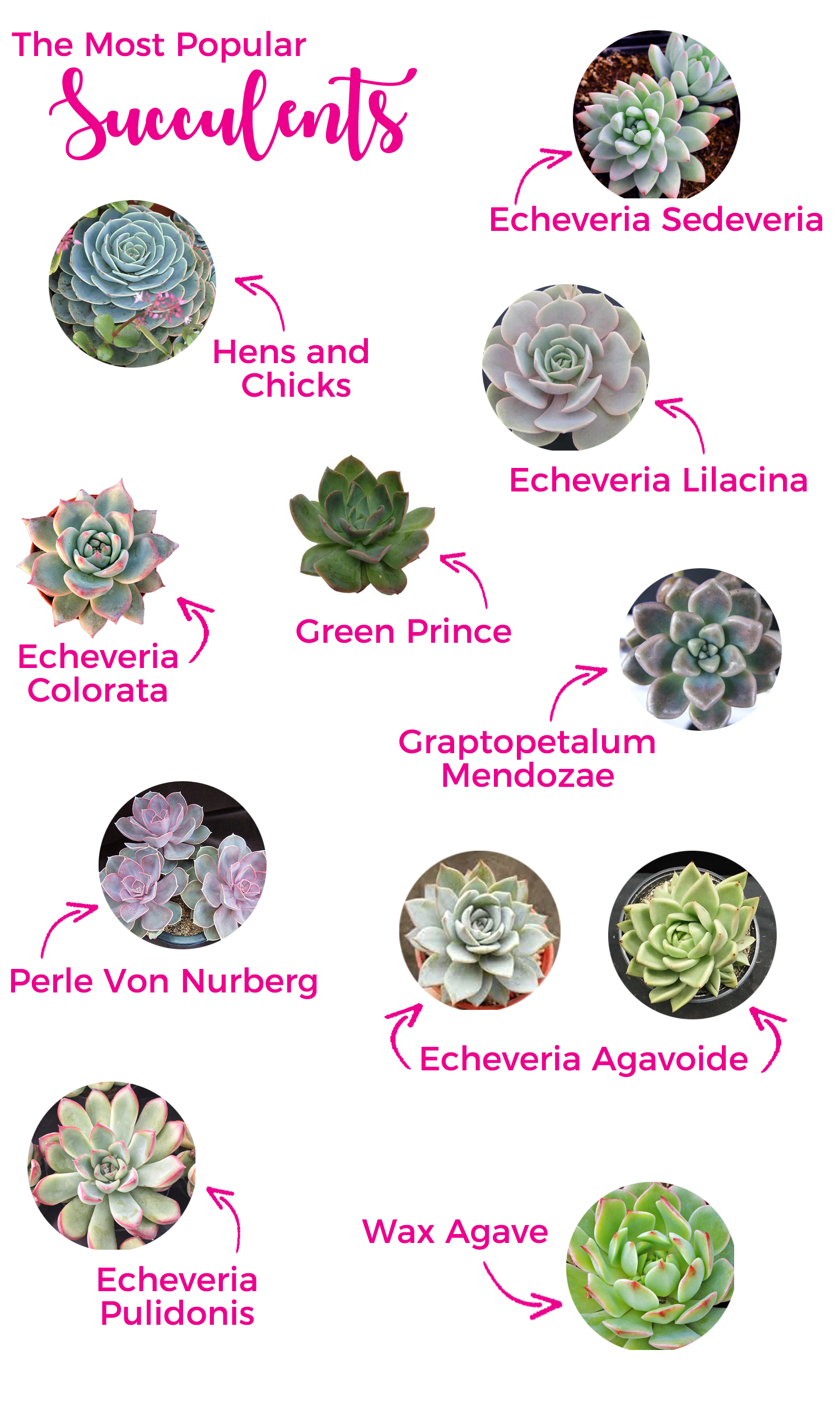 Flower Glossary | Today's Bride